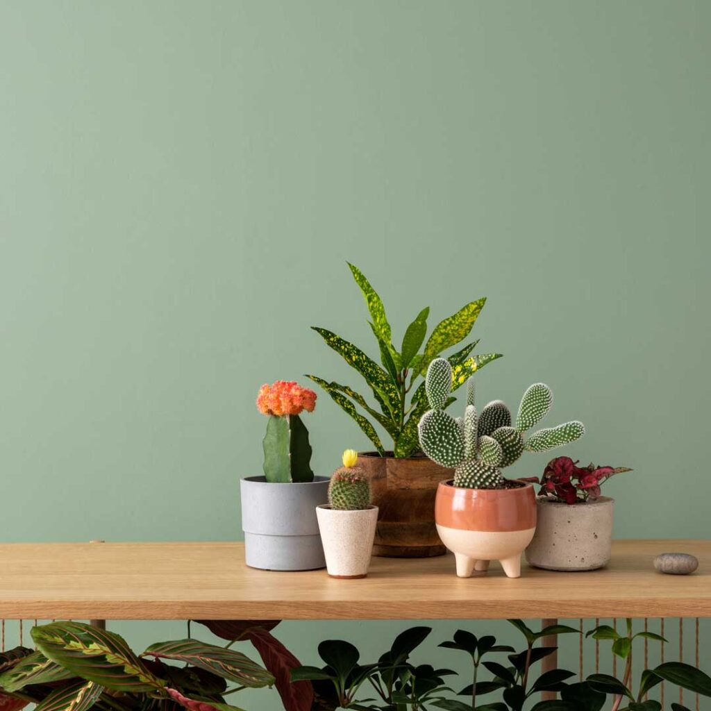 Adrénaline et plumes – avis détaillés sur Chicken Road avis pour vivre ...